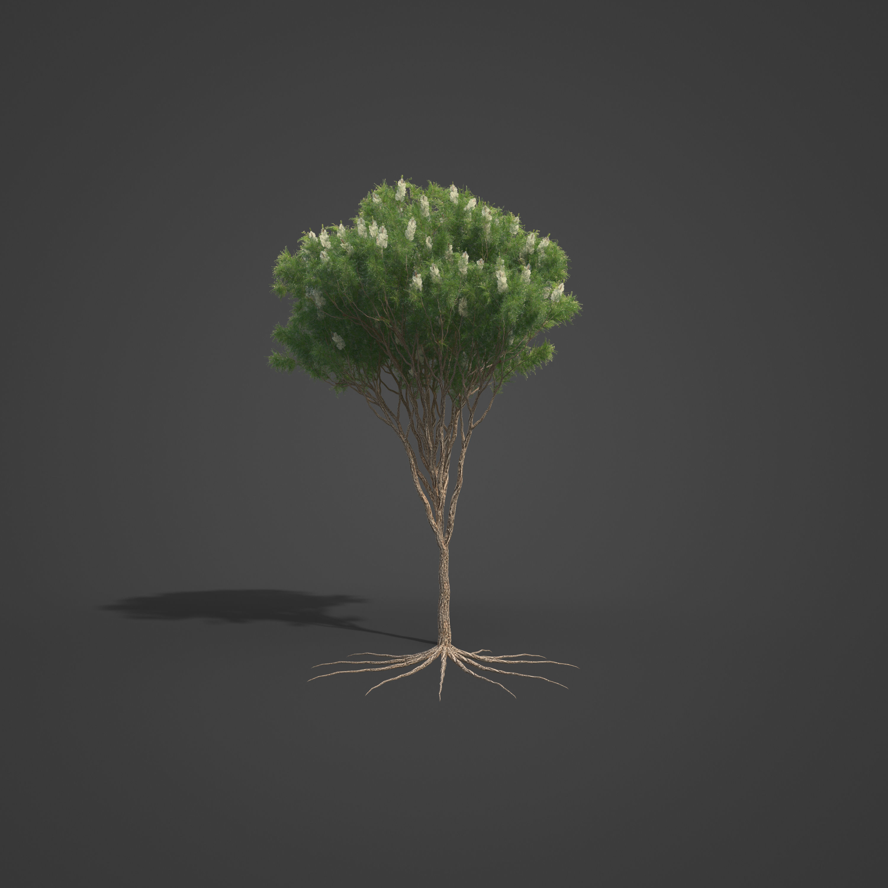 2021 PBR Tea Tree Collection - Melaleuca Alternifolia free 3D model ...