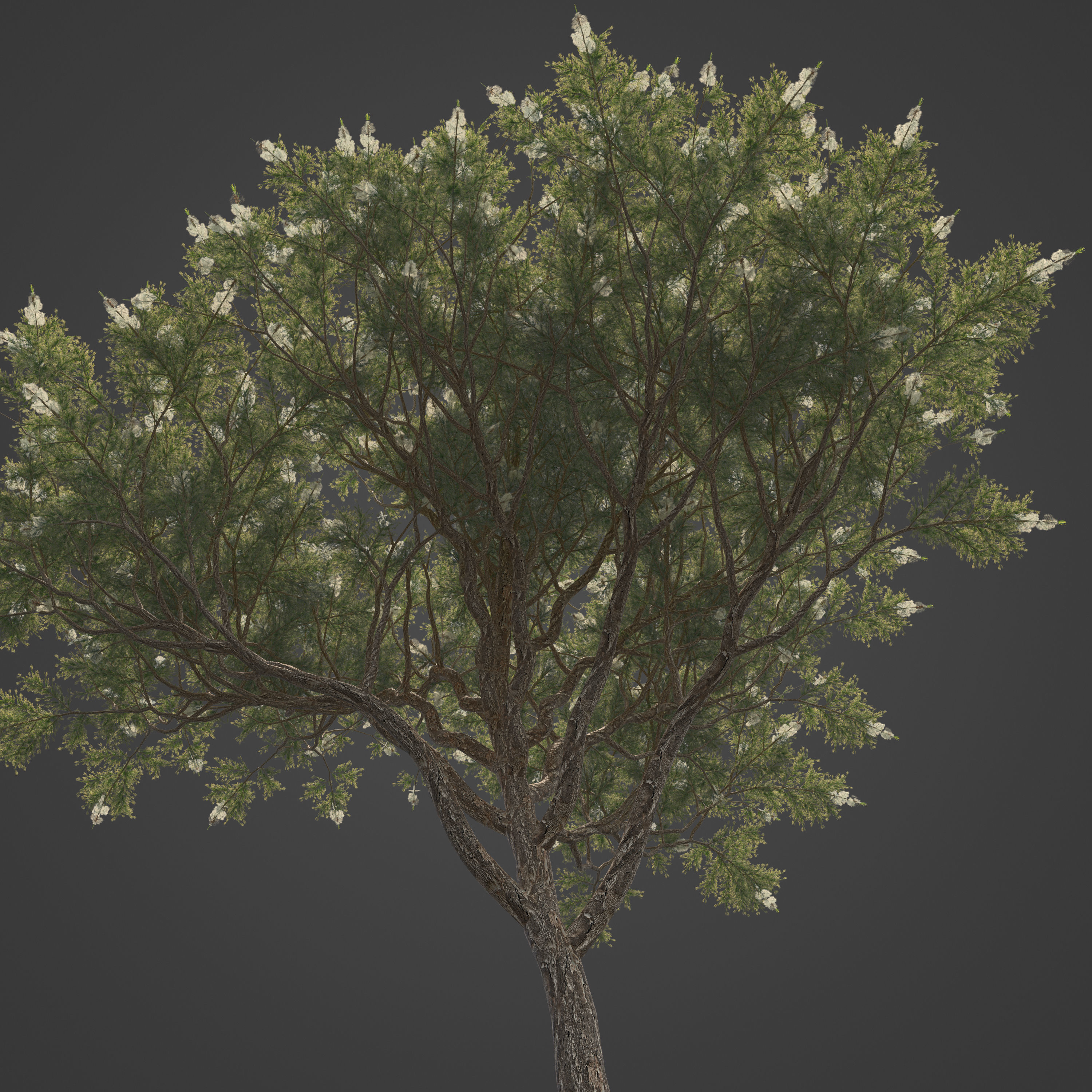 2021 PBR Tea Tree Collection - Melaleuca Alternifolia free 3D model ...