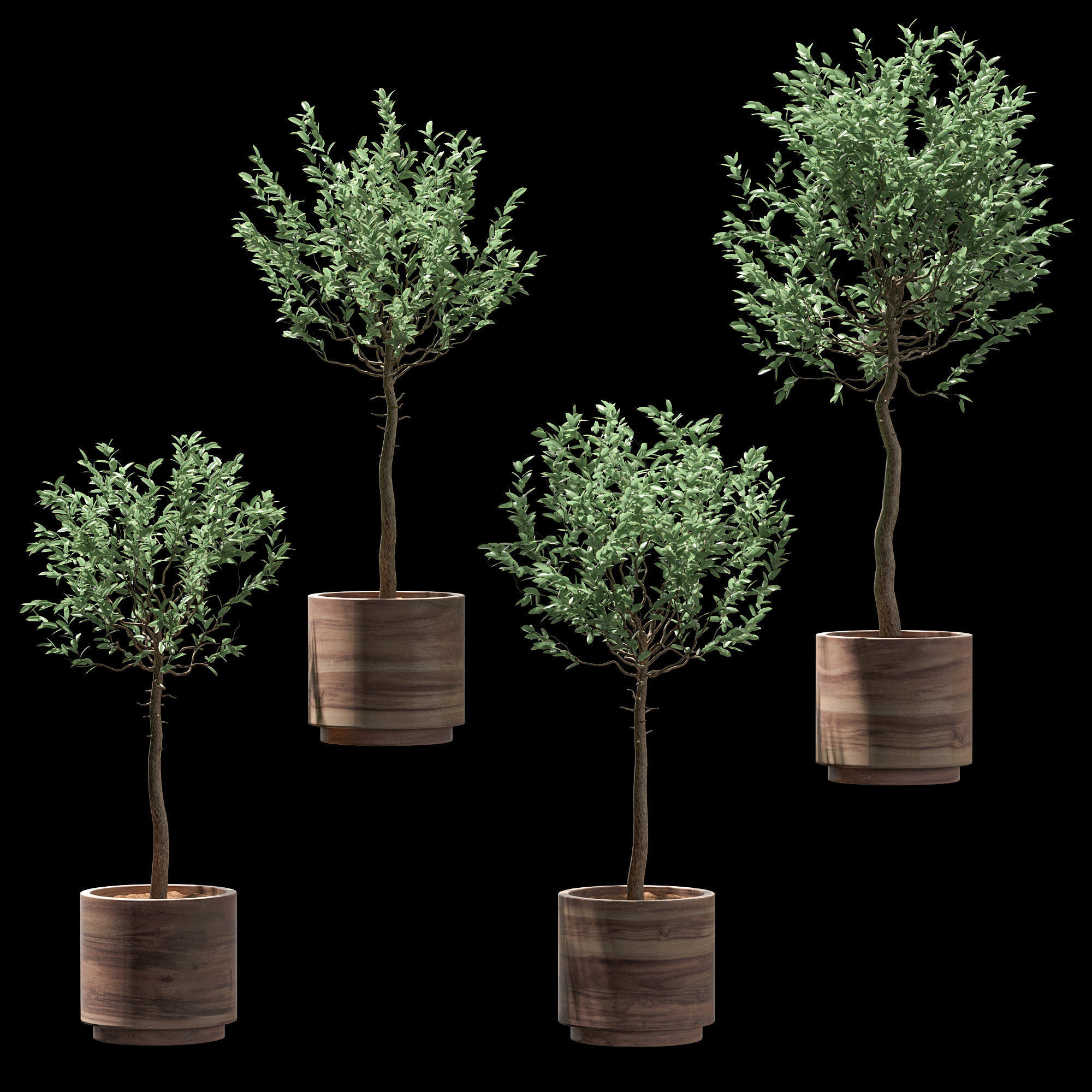 Set of olive trees in pots - 4 models 3D model | CGTrader