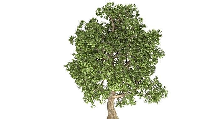 Big mature tree 3D model | CGTrader