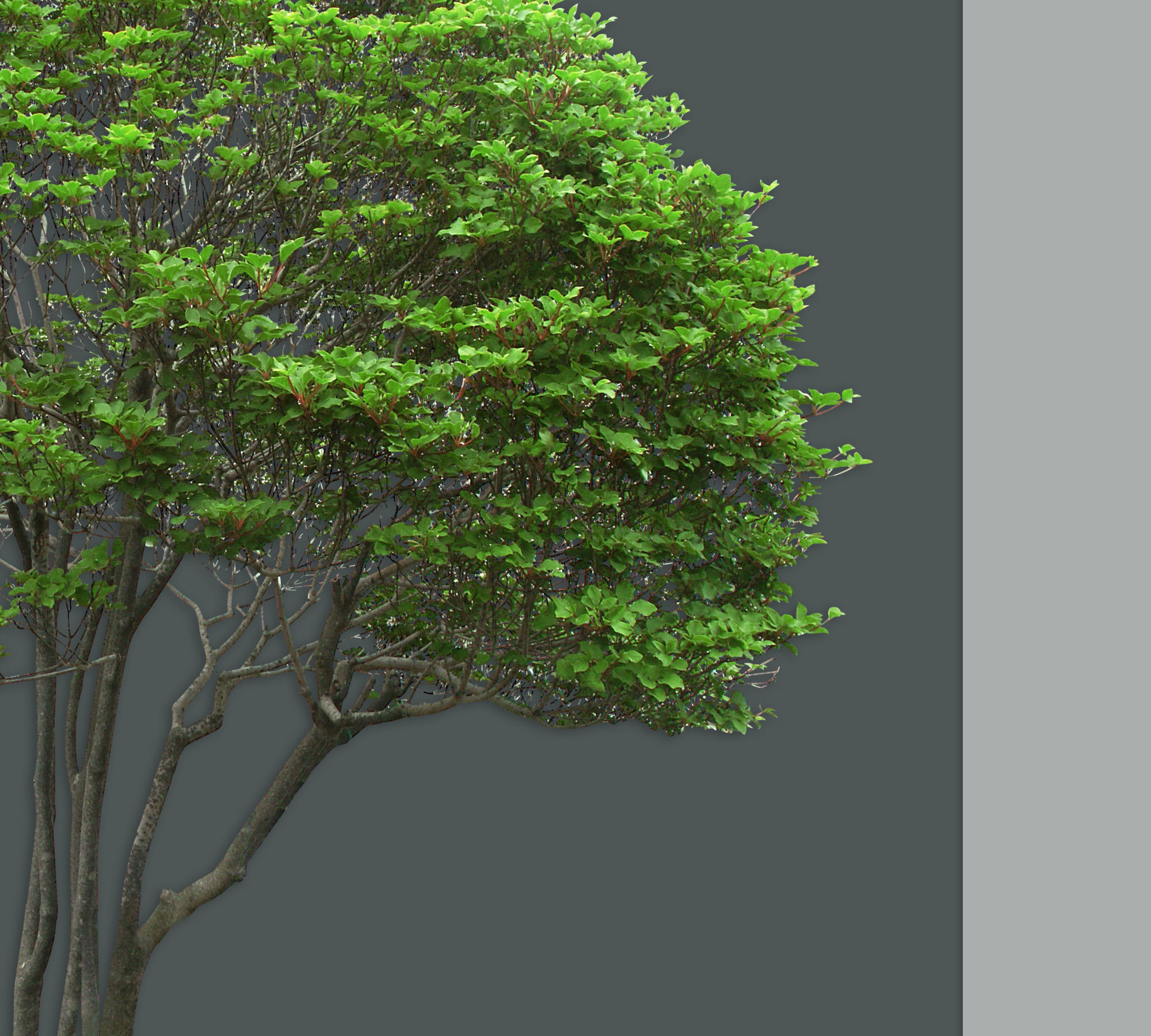 Set of Texture Trees PNG free Texture | CGTrader