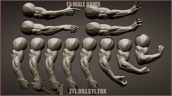 Arm Muscle Anatomy Model
