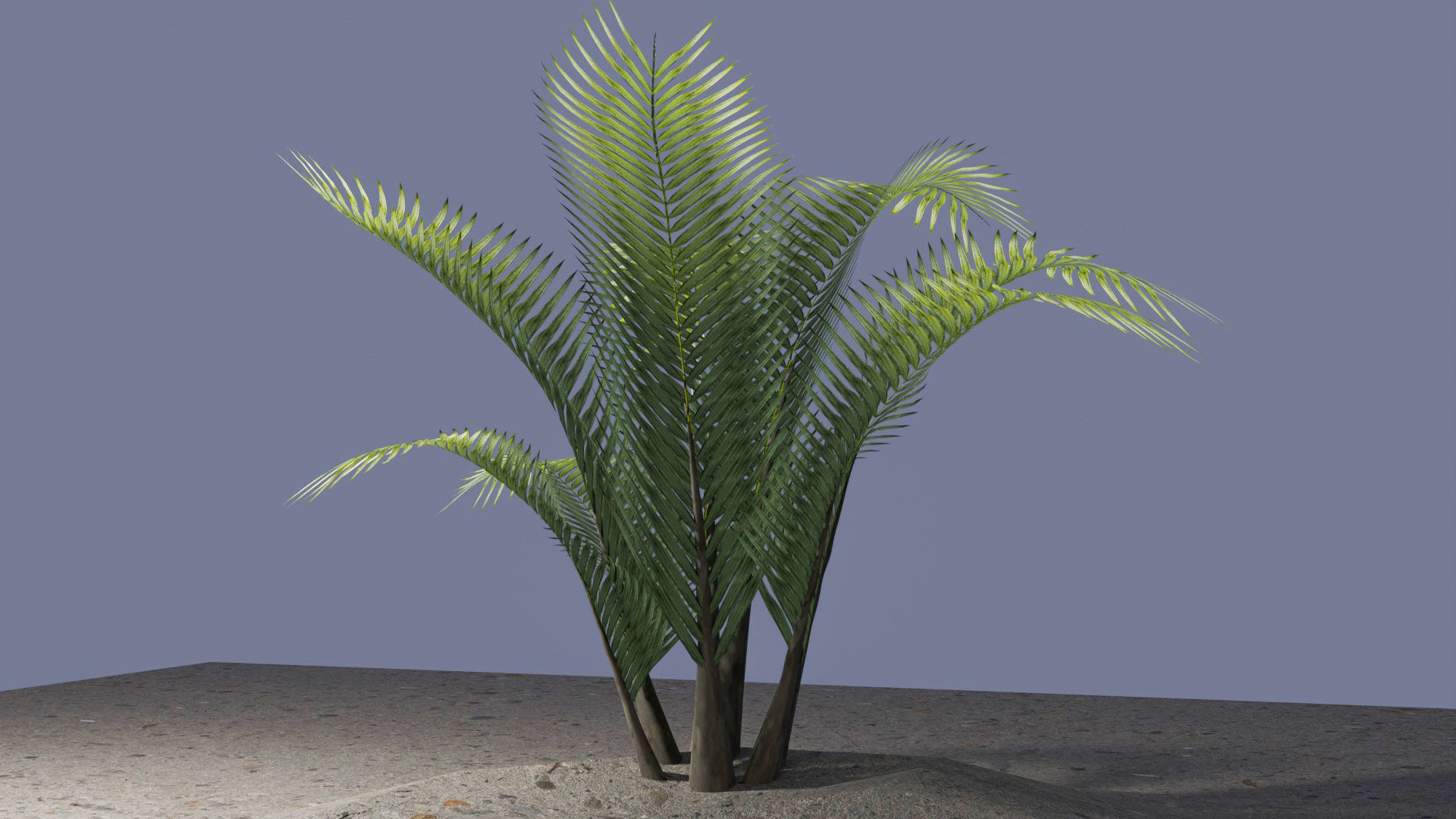 Nipah Palm 3D model | CGTrader