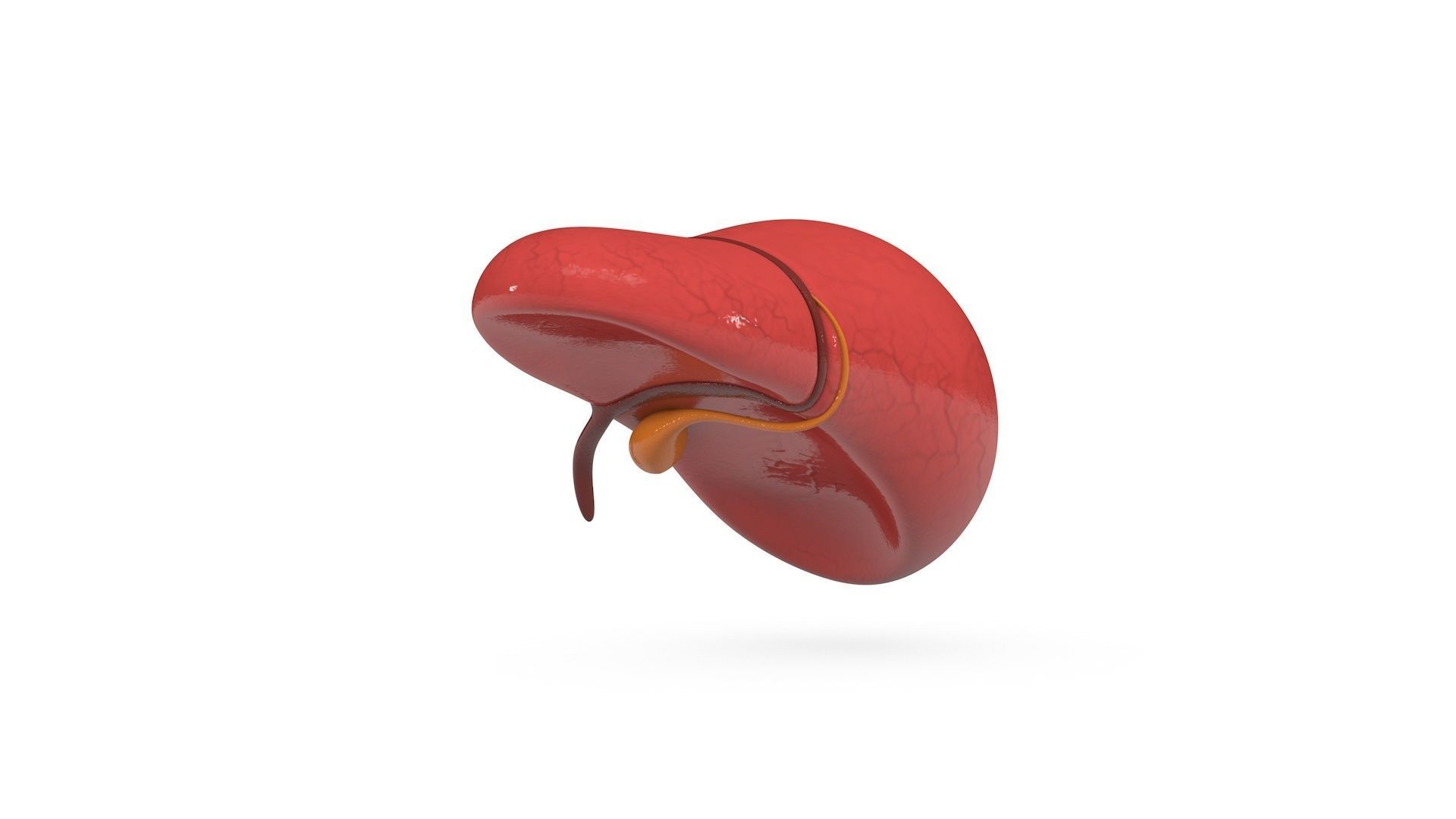 3D model Human Liver VR / AR / low-poly | CGTrader
