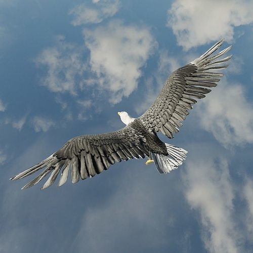 3D model Eagle Model Game Ready flying in sky VR / AR / low-poly | CGTrader