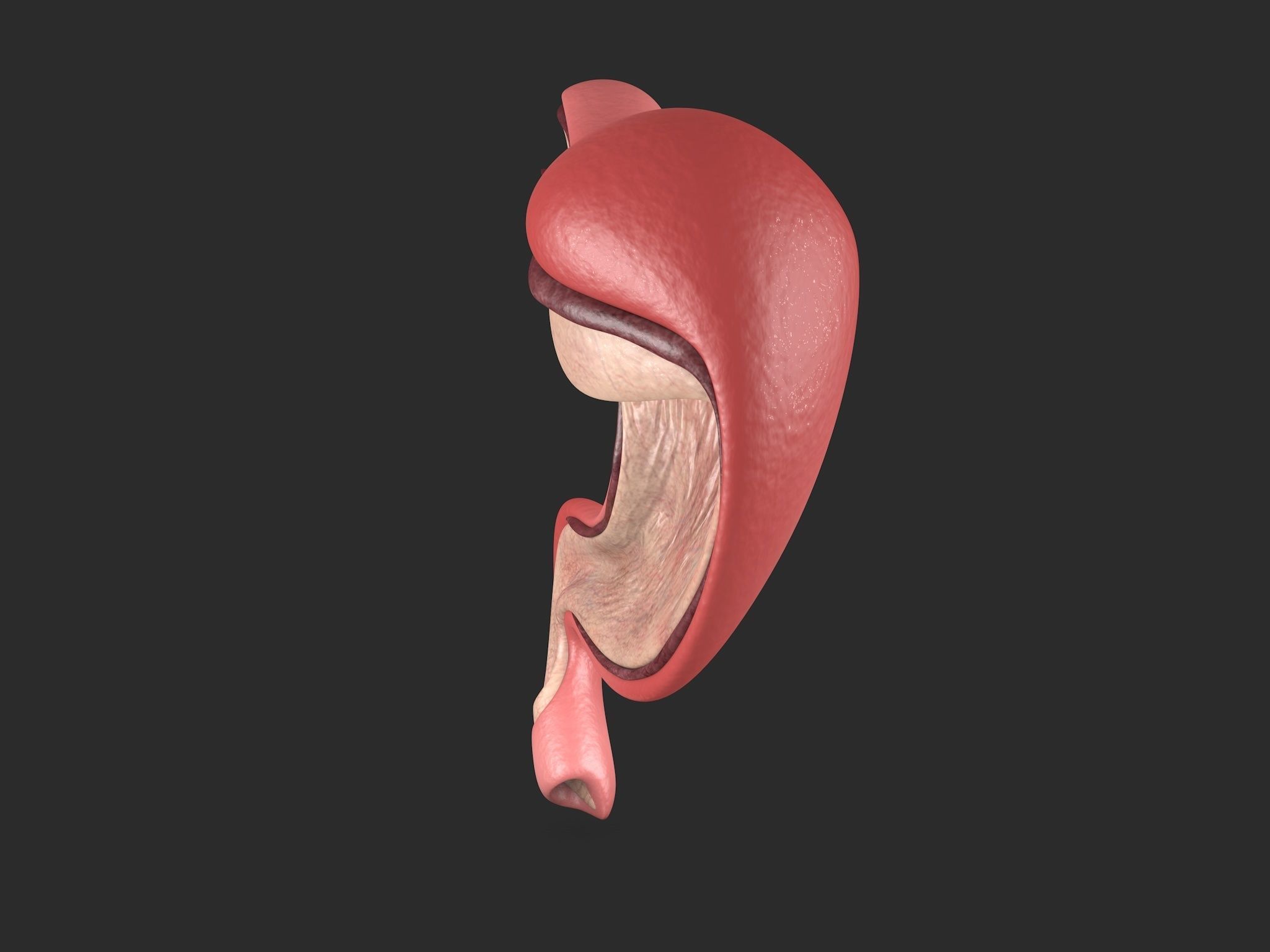 3D model Human Stomach VR / AR / low-poly | CGTrader