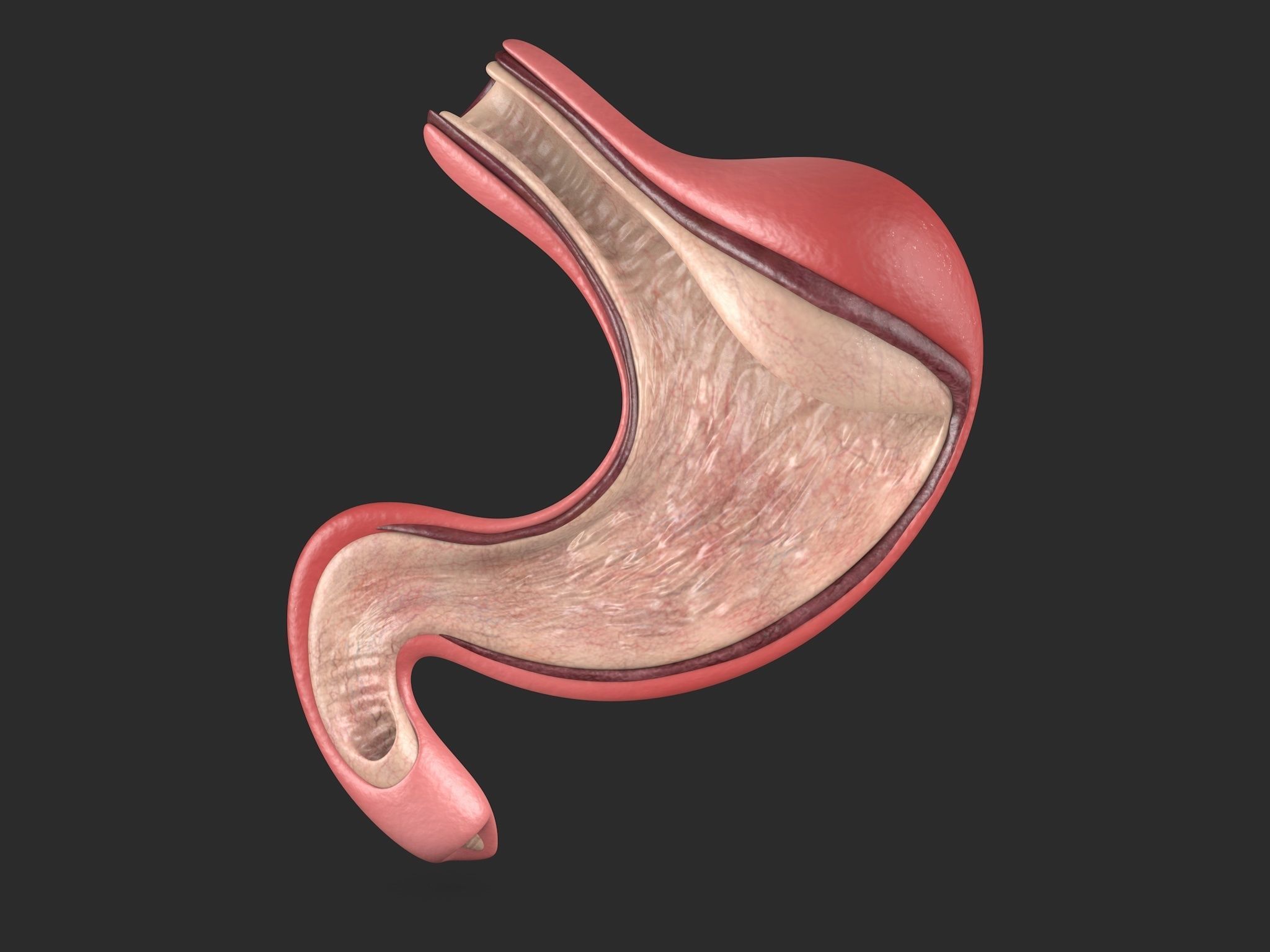 3D model Human Stomach VR / AR / low-poly | CGTrader
