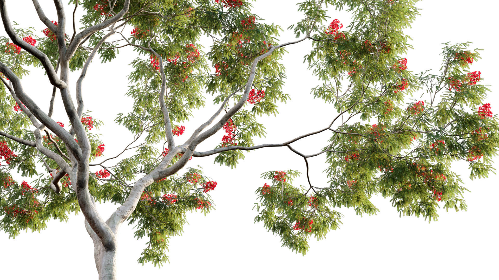 Dolonix regia - Royal Poinciana 3D model | CGTrader