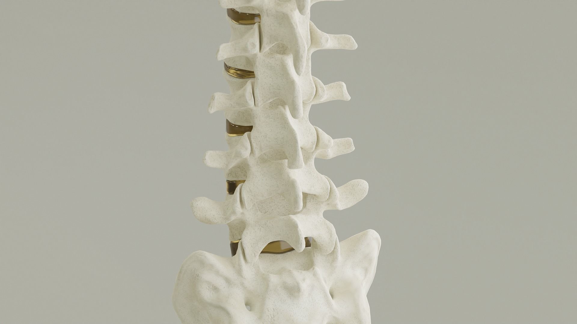 Spinal Column Anatomy Model 3D model | CGTrader