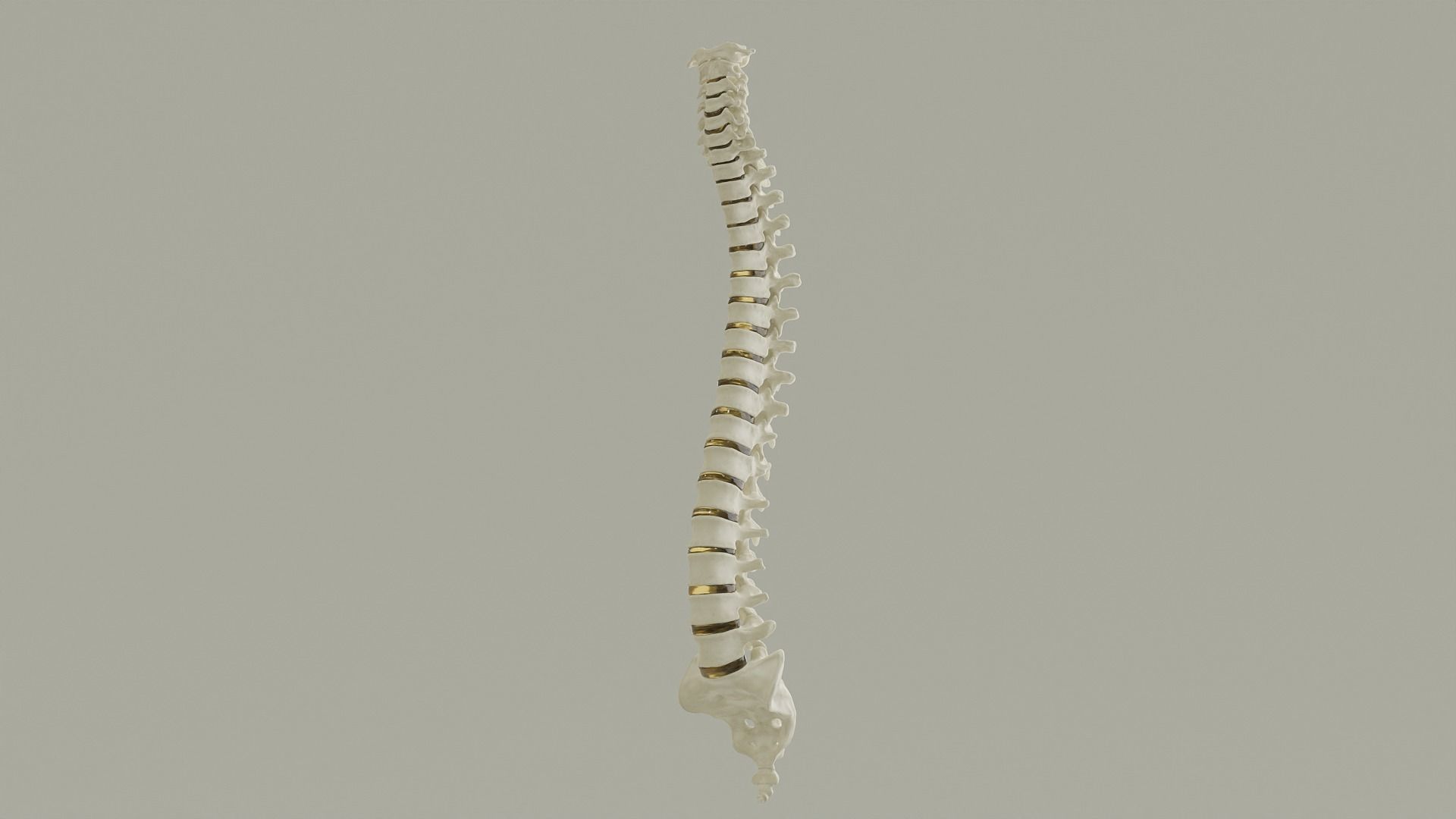 Spinal Column Anatomy Model 3D model | CGTrader