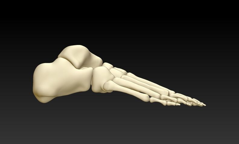 Human foot 3D model human foot structure 3D printing model 3D model 3D ...