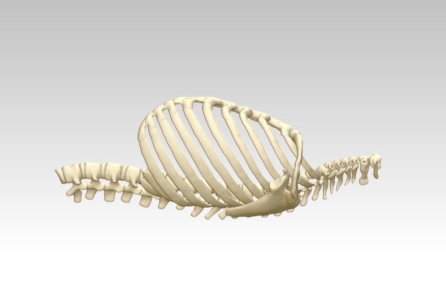 3D printing and downloading of human sternum structure model 3D model ...