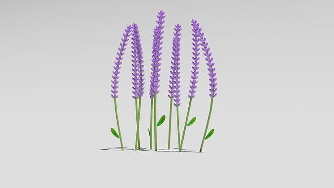 3D model lavender flower VR / AR / low-poly | CGTrader