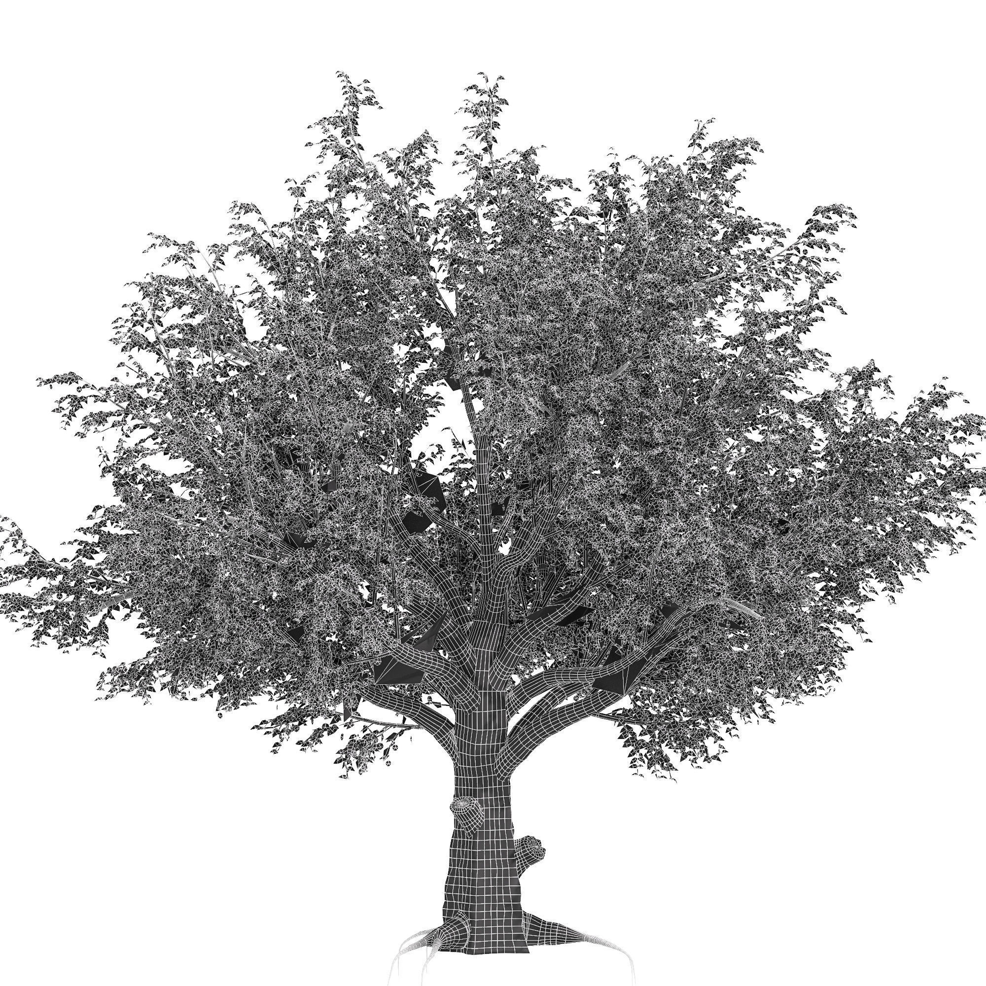 3 diffrent tree American Beech Fall 3D model | CGTrader