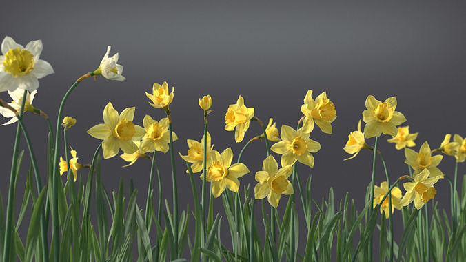 Daffodil Flower Kit VFX Grace 3D model | CGTrader