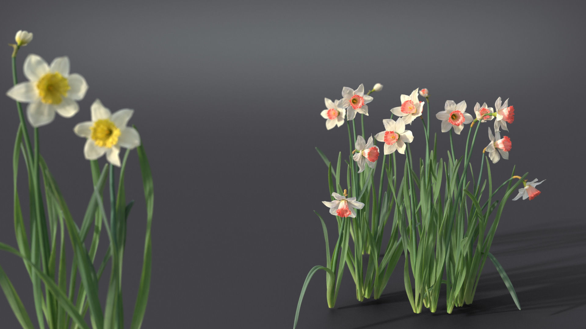 Daffodil Flower Kit VFX Grace 3D model | CGTrader