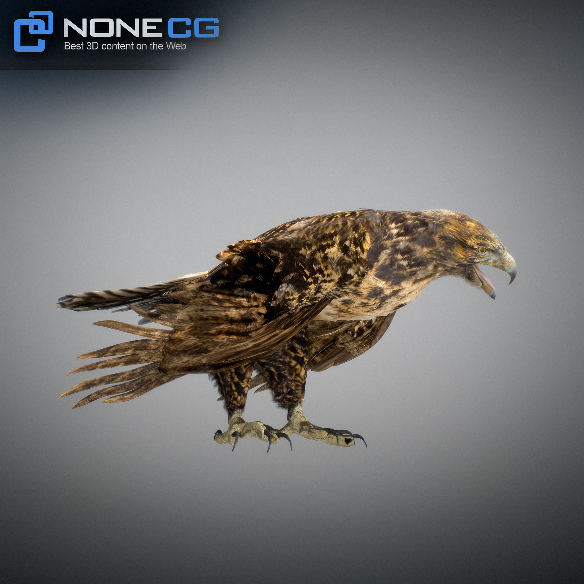 Animated Hawk 3D model animated rigged | CGTrader