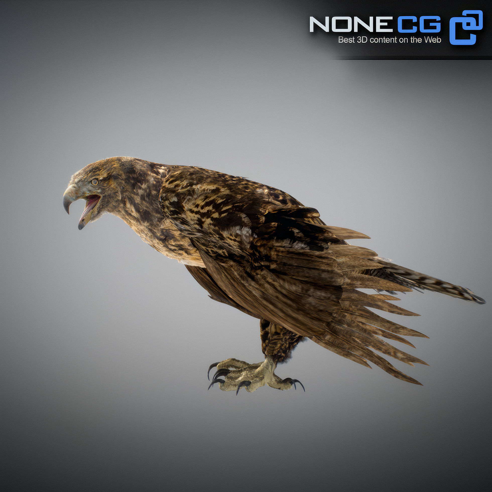 Animated Hawk 3D model animated rigged | CGTrader