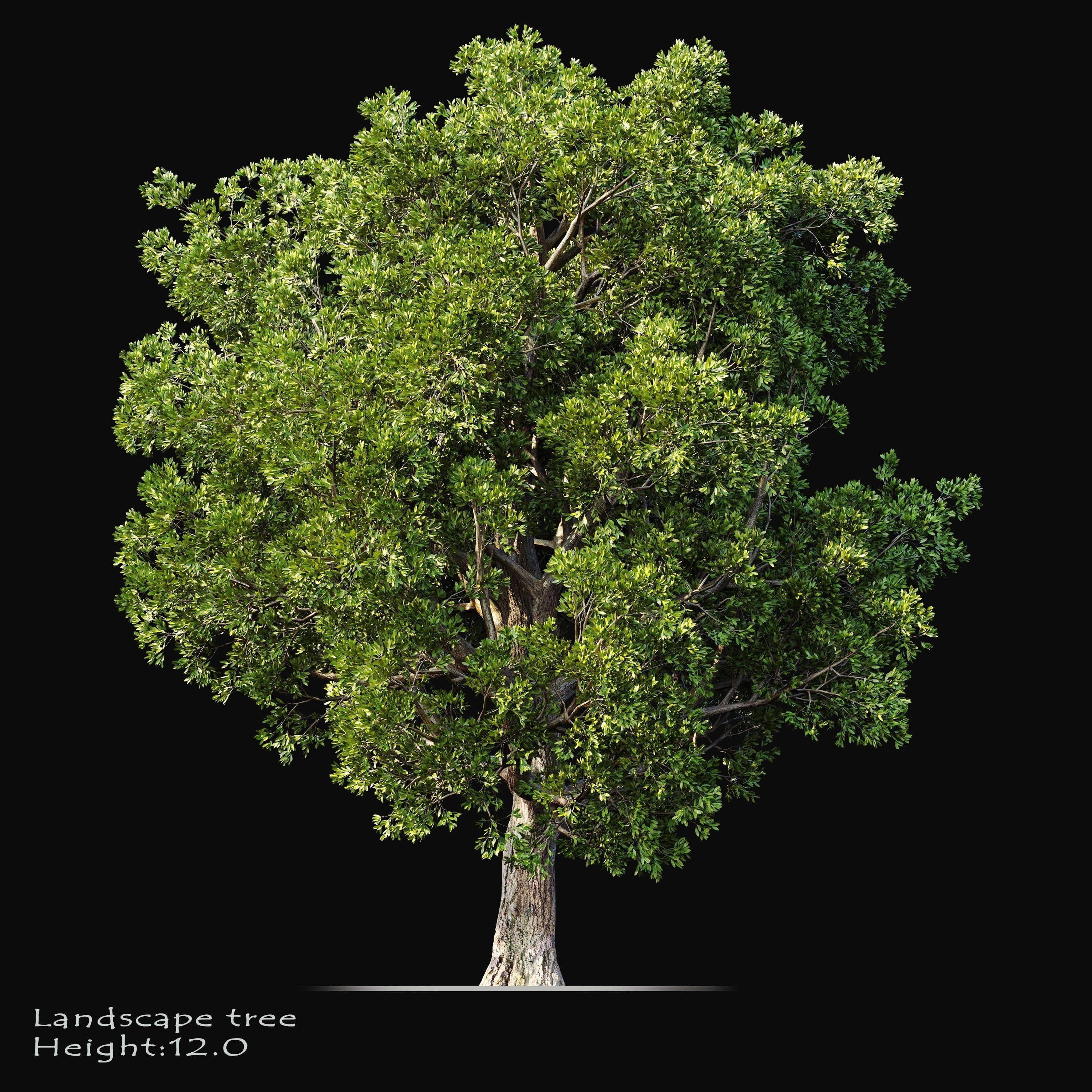 Big tree 3D model | CGTrader