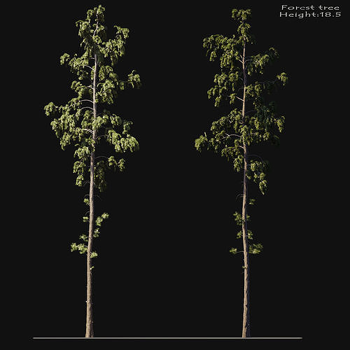 Forest tree 3D model | CGTrader