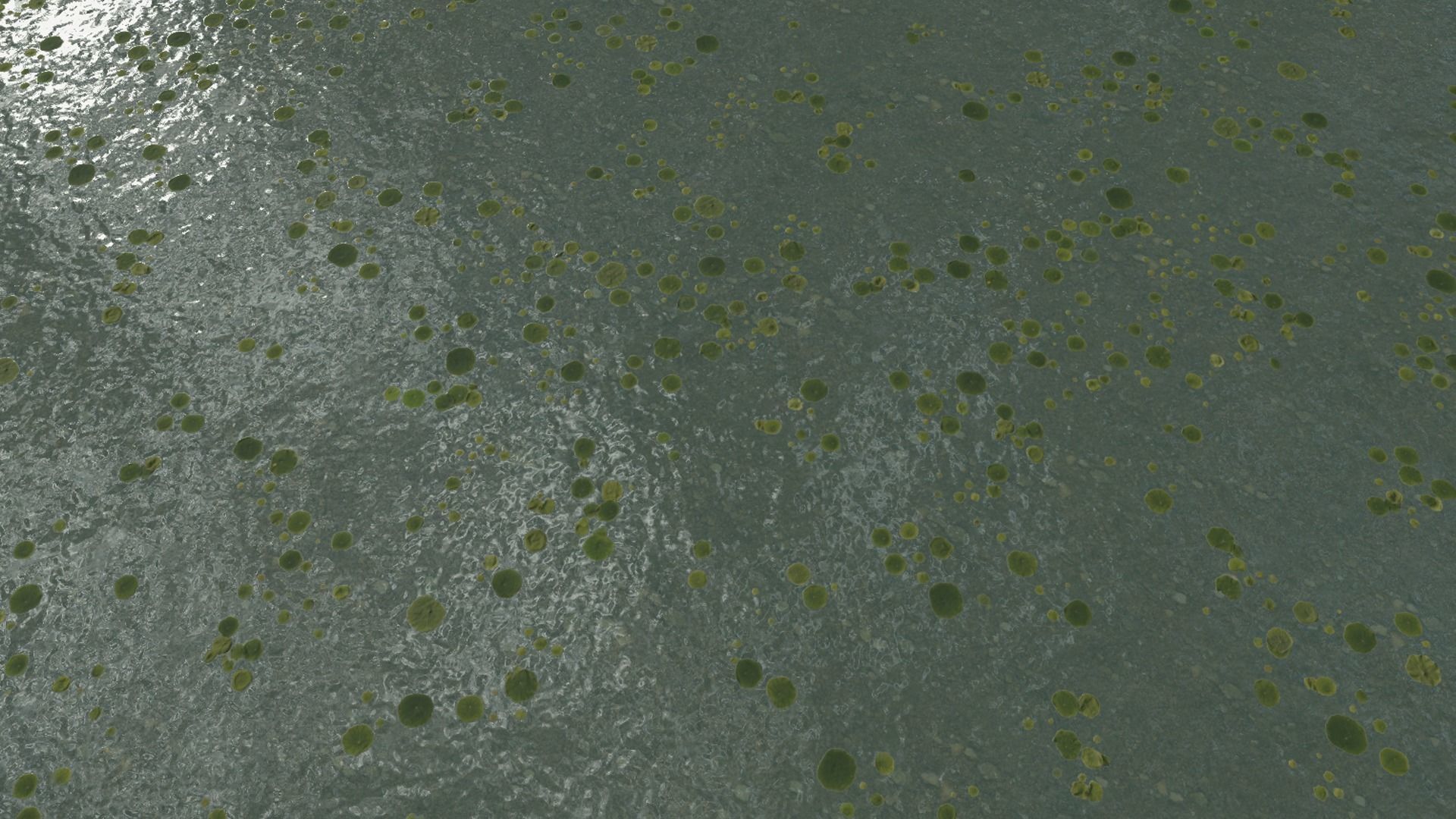 Texture Lake with water lilies Textures VR / AR / low-poly | CGTrader