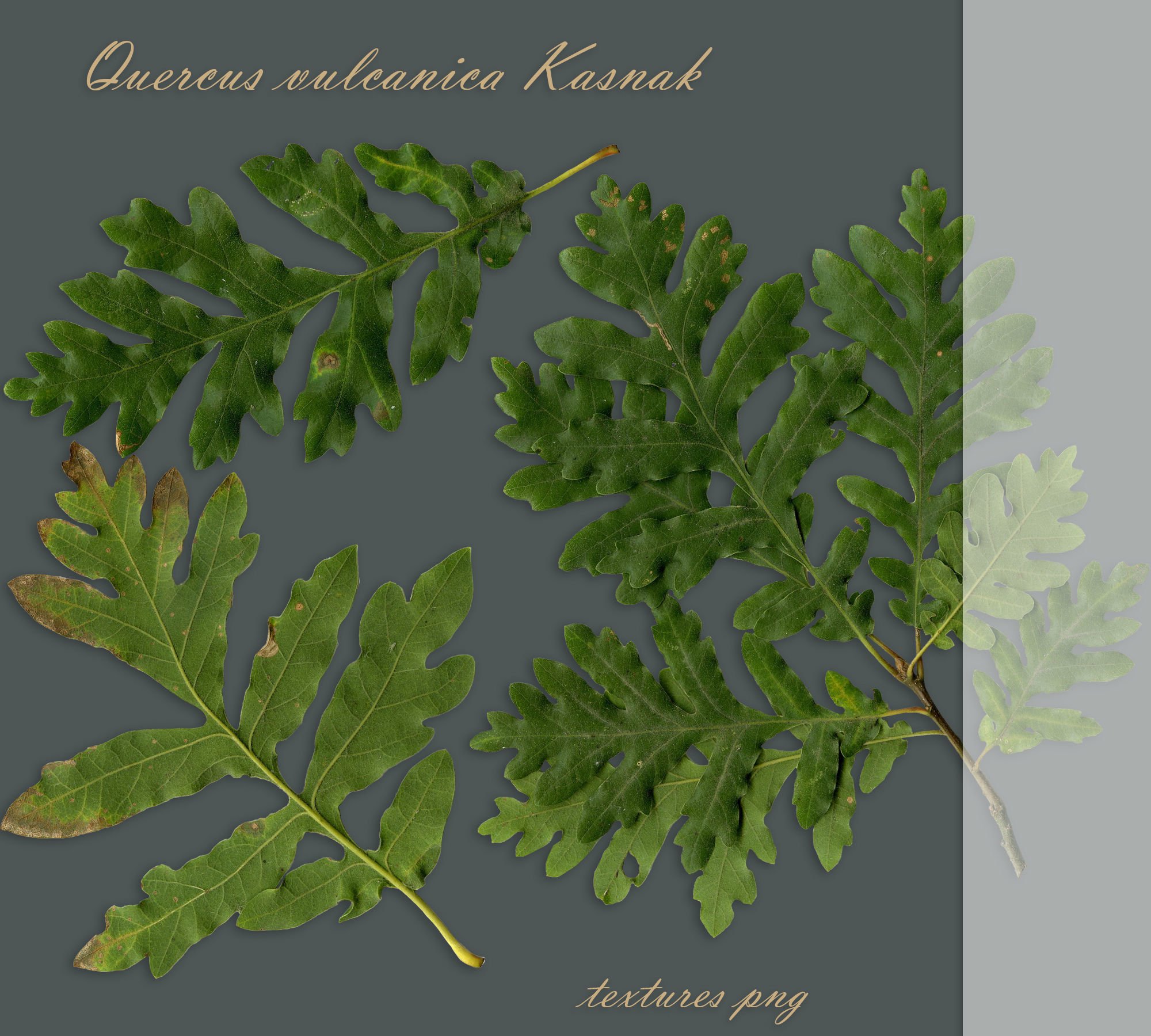 Texture A set of textures of oak branches and leaves PNG VR / AR / low ...