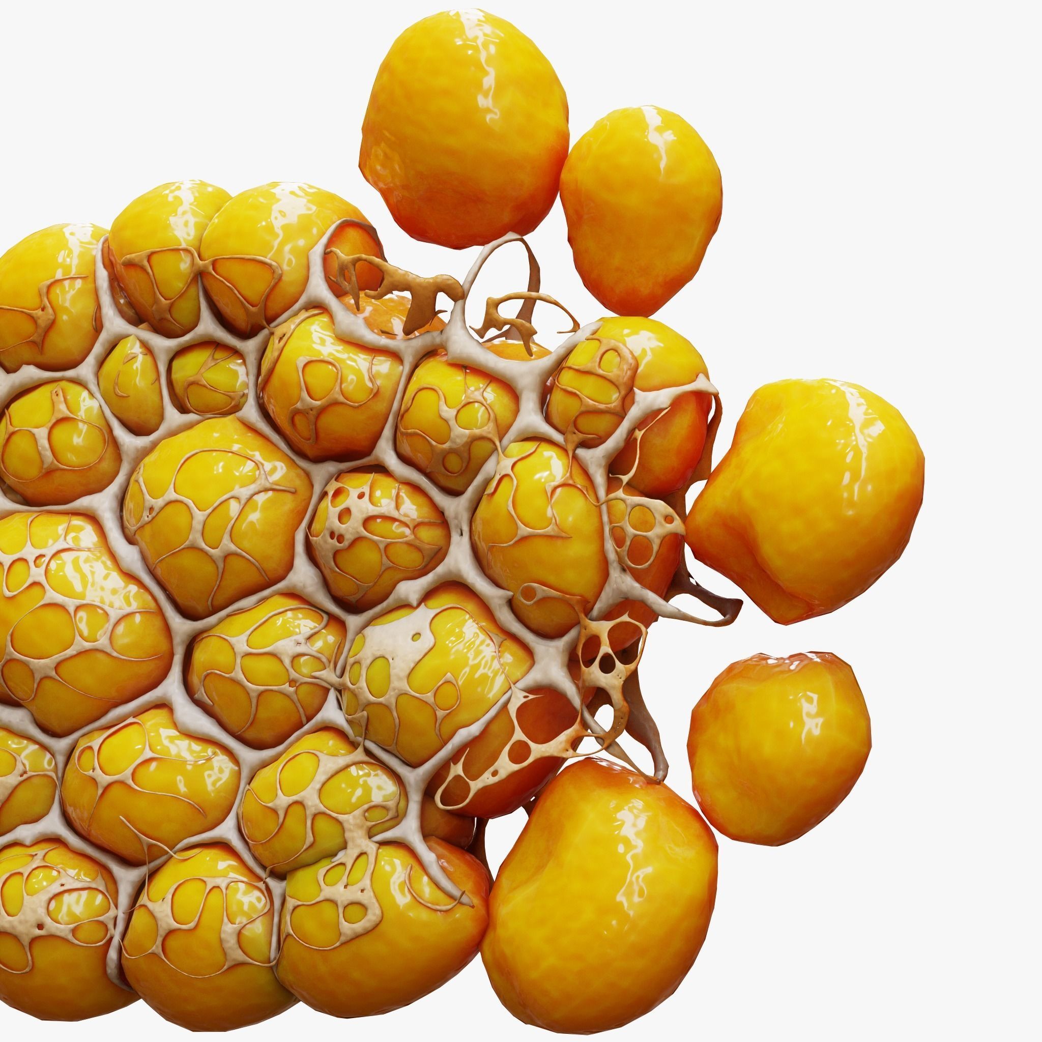 Fat Cell 3D model | CGTrader