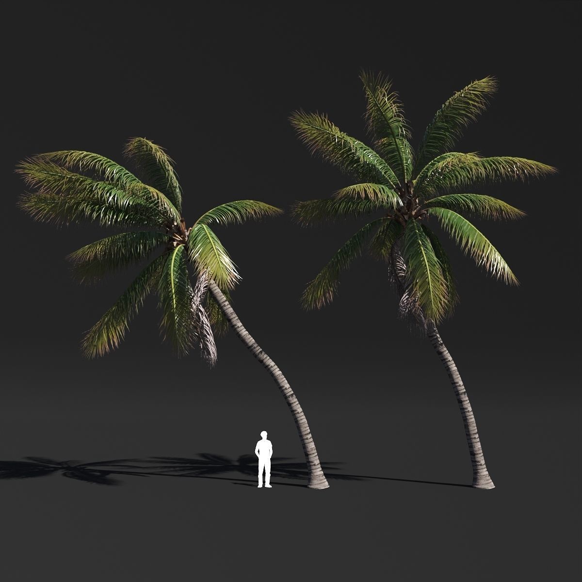 COCONUT TREE VOLUME PACK 02 - GFX INCLUDED 3D model | CGTrader