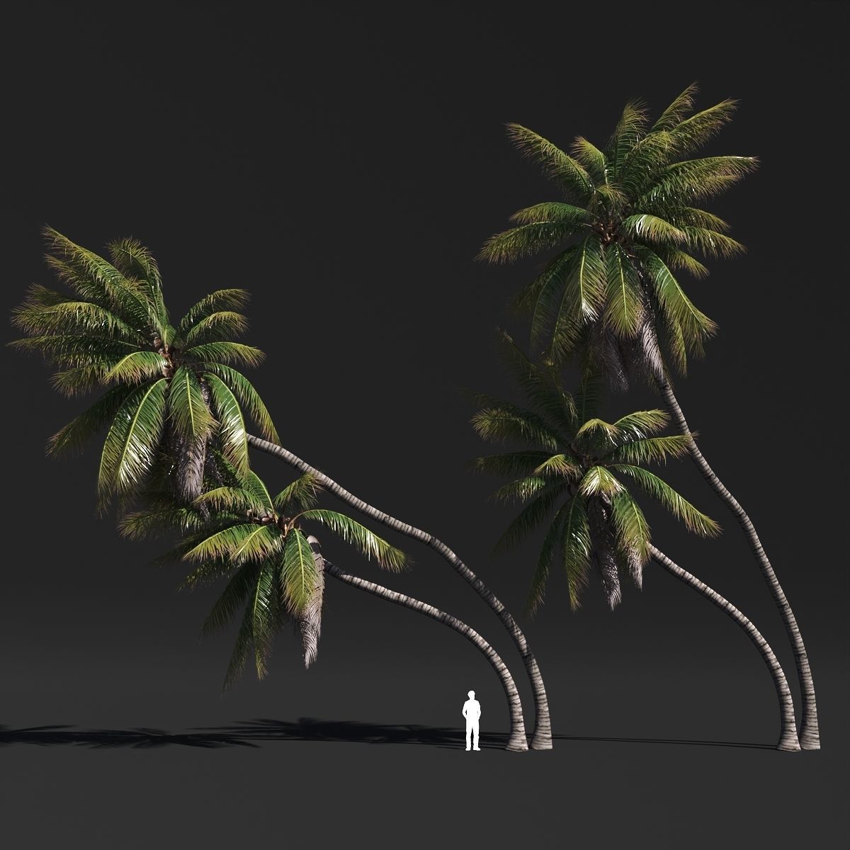 COCONUT TREE VOLUME PACK 02 - GFX INCLUDED 3D model | CGTrader