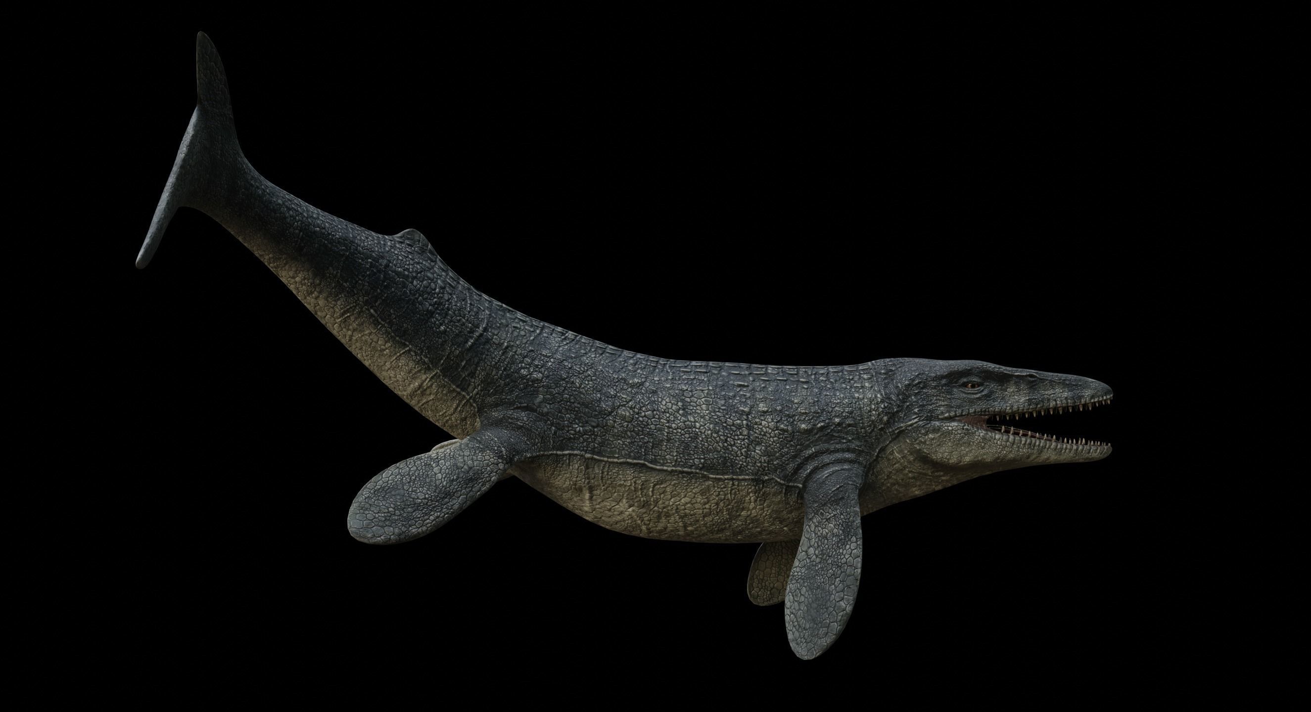 3D model Mosasaurus Mosasaur VR / AR / low-poly | CGTrader