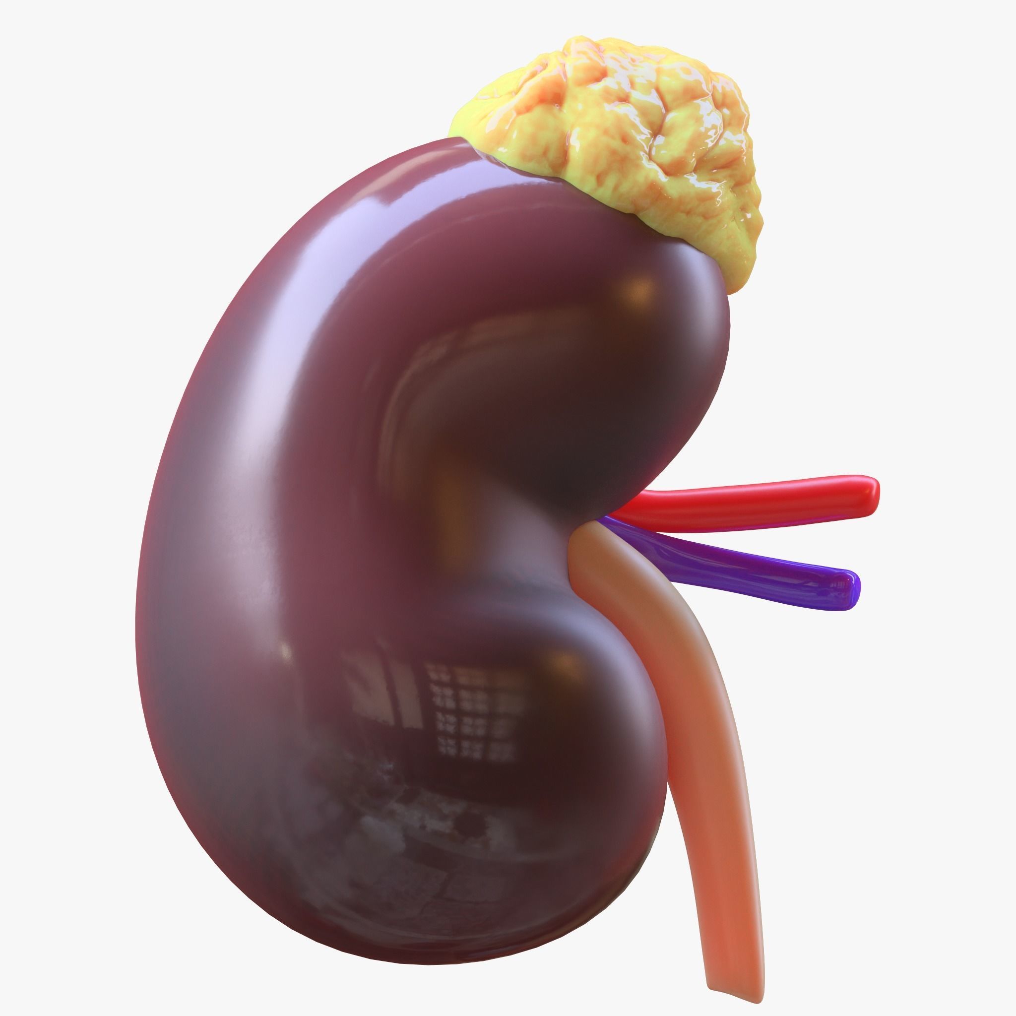 Human Kidney 3D model | CGTrader