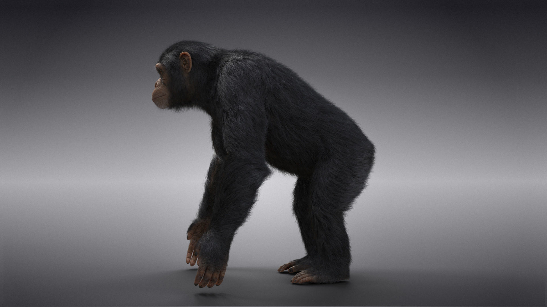 Chimpanzee Animated VFX Grace 3D model animated rigged | CGTrader