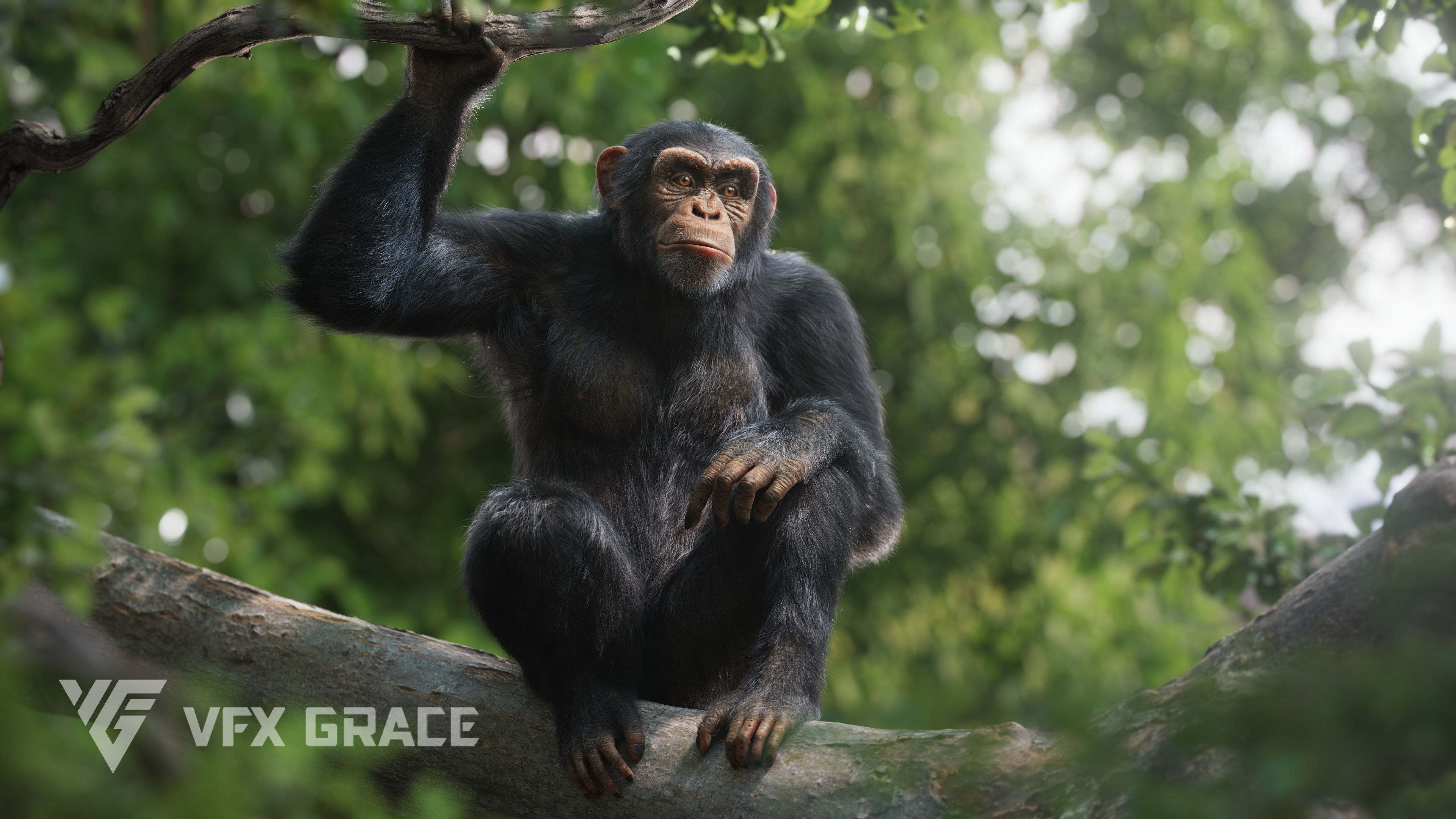 Chimpanzee Animated VFX Grace 3D model animated rigged | CGTrader