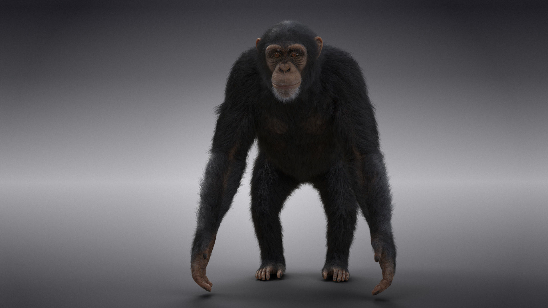 Chimpanzee Animated VFX Grace 3D model animated rigged | CGTrader