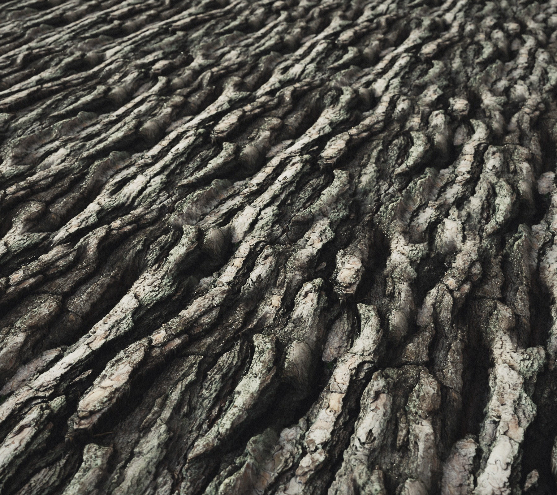 Pine Bark PBR Seamless Texture Texture | CGTrader