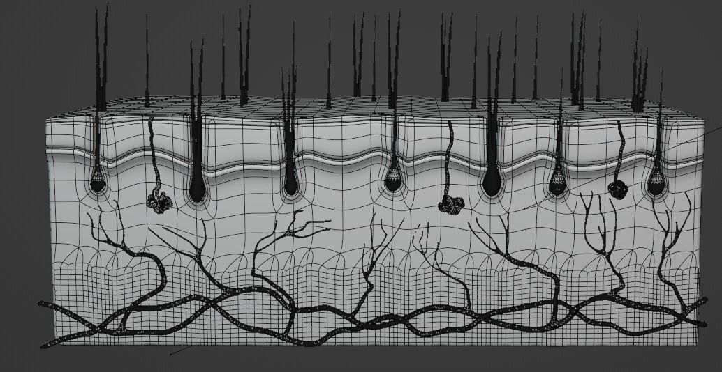 3D model skin section VR / AR / low-poly | CGTrader