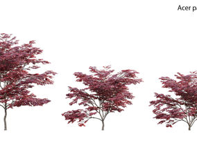 Japanese tree 3D Models | CGTrader