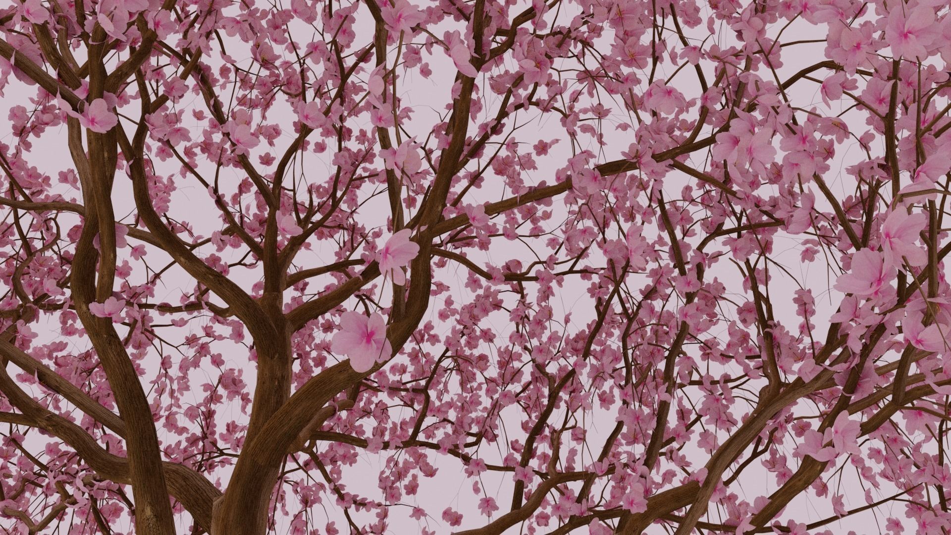Beautiful Cherry Blossom Tree 3D Model 3D model | CGTrader