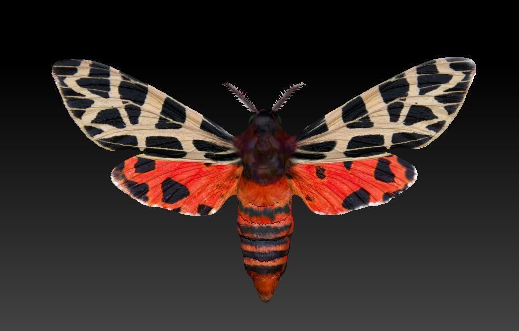 Night butterfly moth 3D model 3D printable | CGTrader