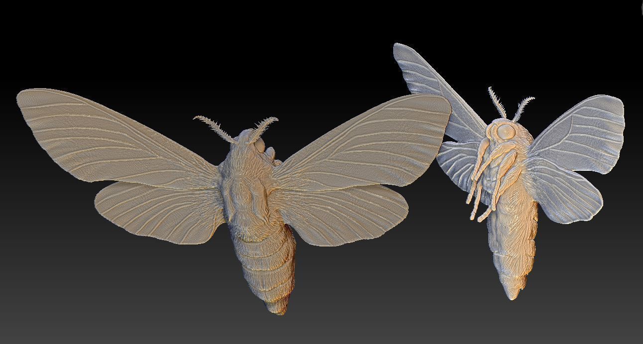 Night butterfly moth 3D model 3D printable | CGTrader