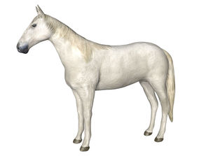 Rigged Horse 3D Models | CGTrader