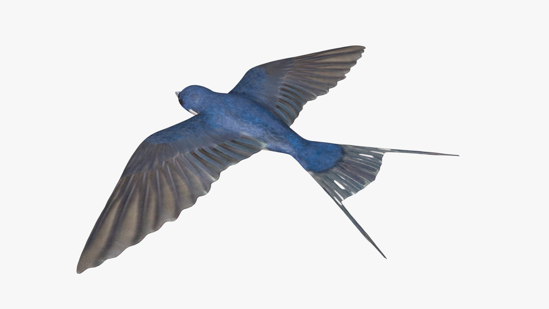 3D model swallow VR / AR / low-poly | CGTrader