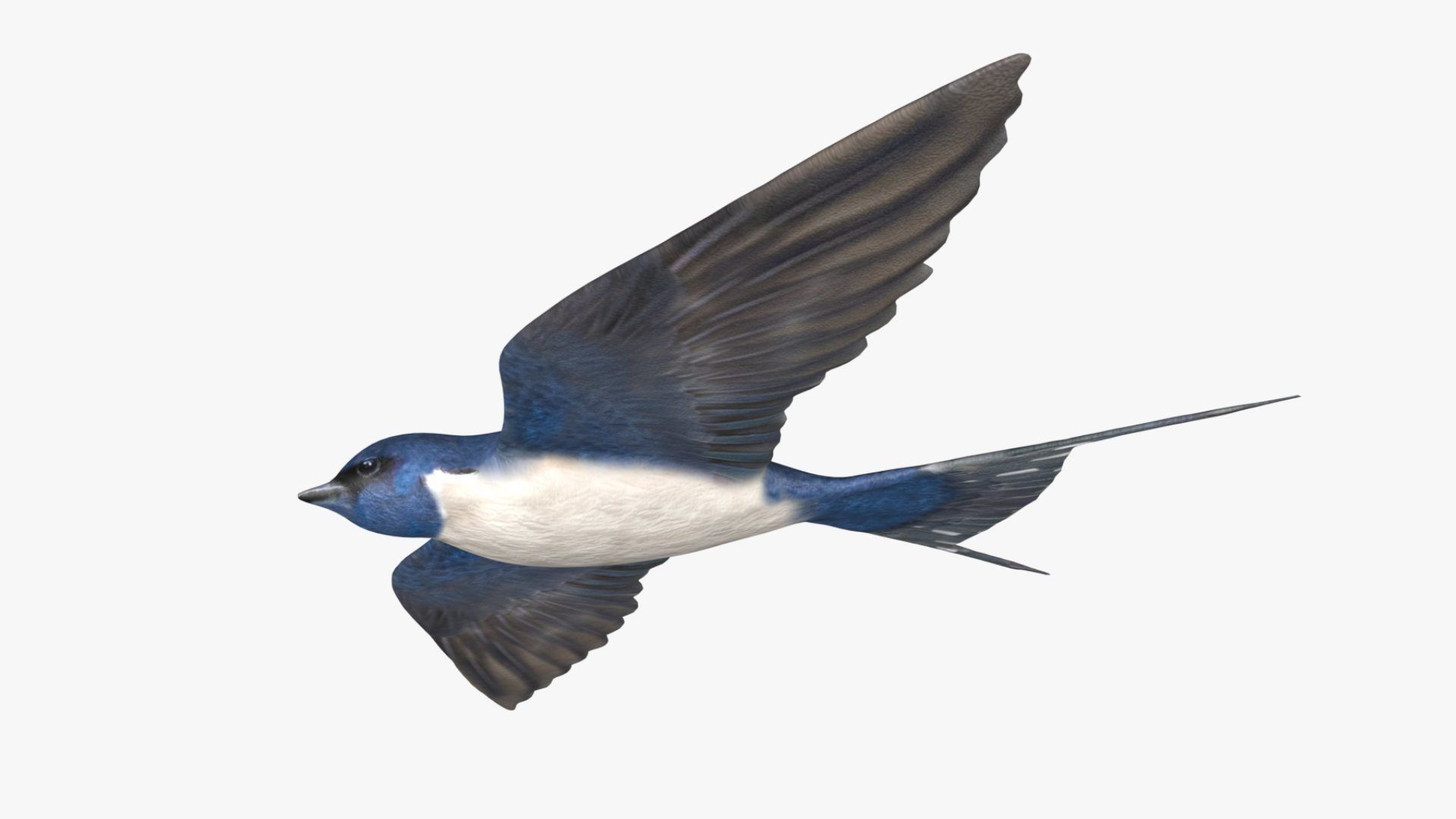 3D model swallow VR / AR / low-poly | CGTrader