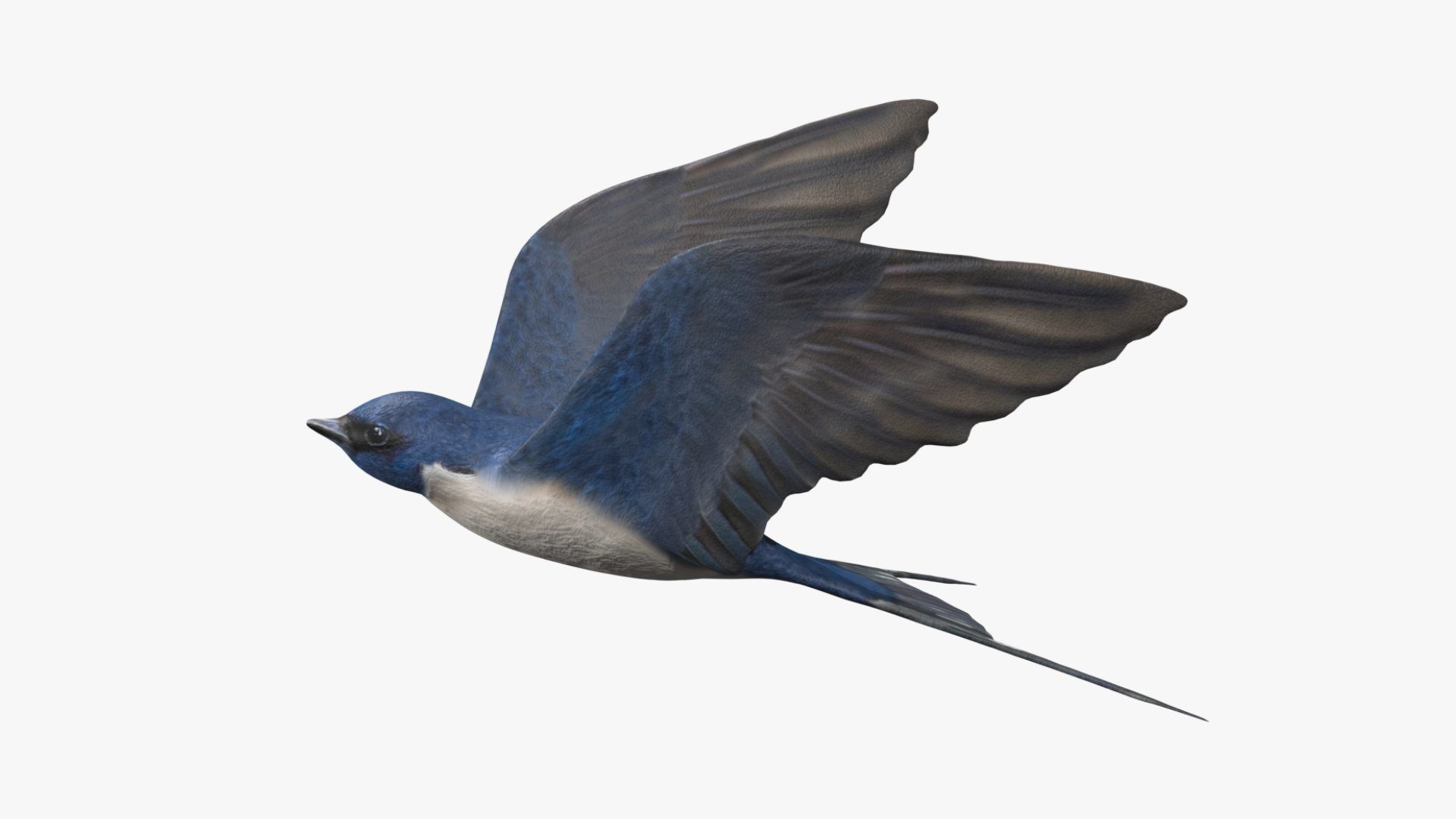 3D model swallow VR / AR / low-poly | CGTrader