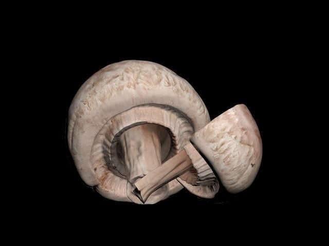 Button Mushroom free 3D model | CGTrader