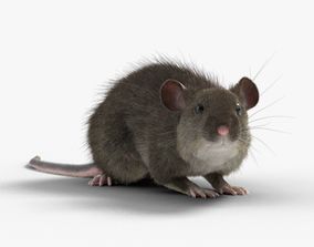 Mouse 3D Models | CGTrader