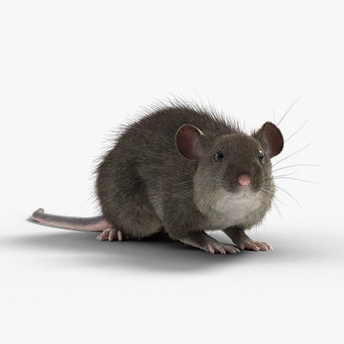 Rat Mouse Rigged VFX Grace 3D model rigged | CGTrader