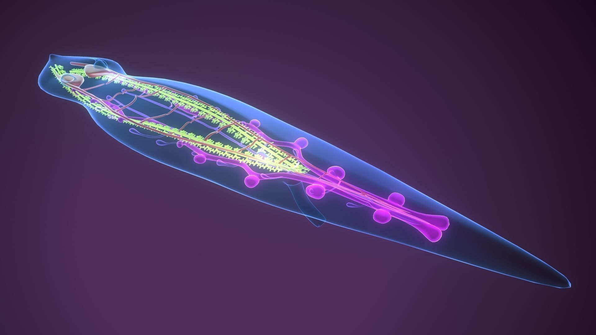 planarian flatworm 3D model | CGTrader