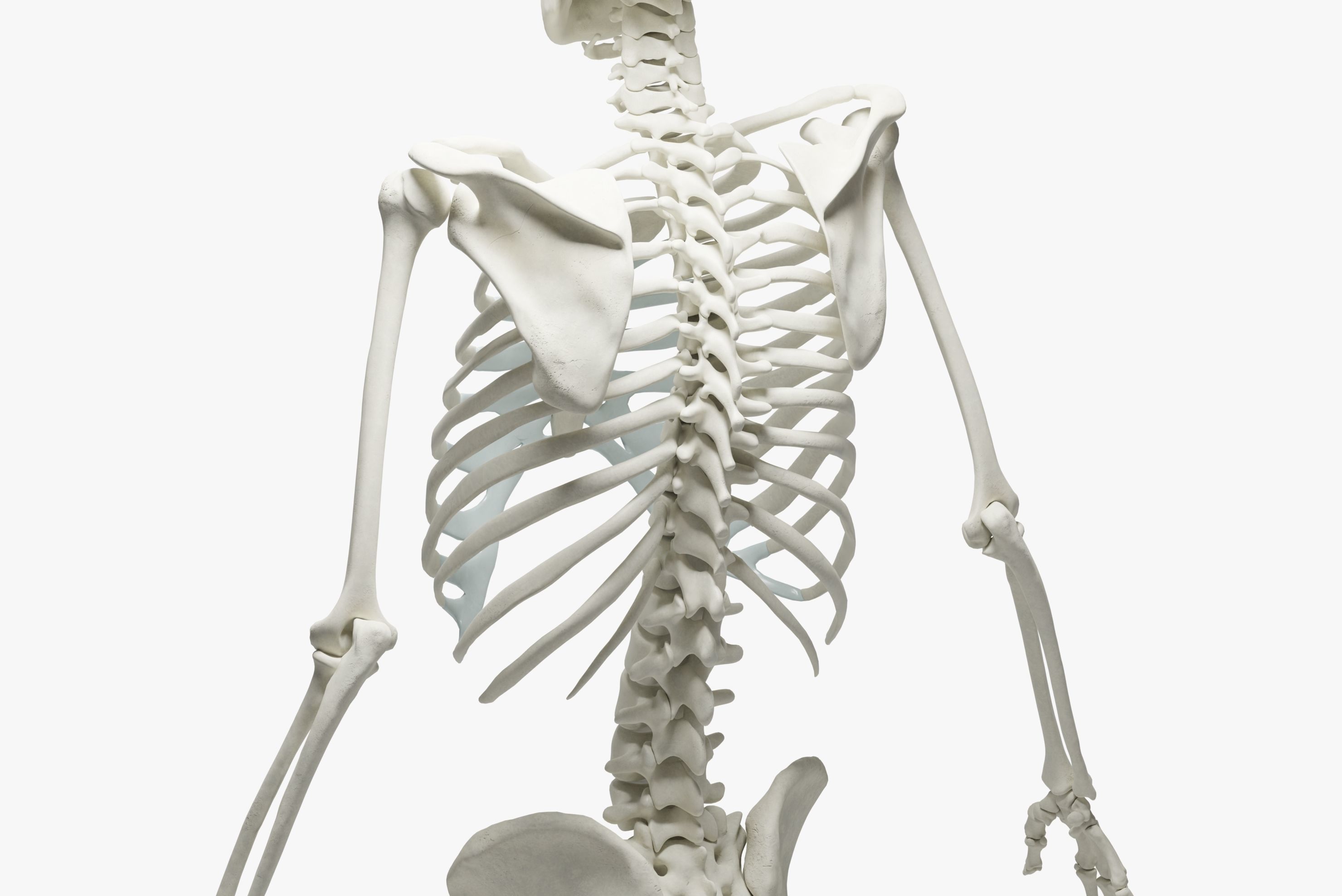 3D model Ultimate 3D Human Skeleton Model - Medically Accurate 3d Model ...