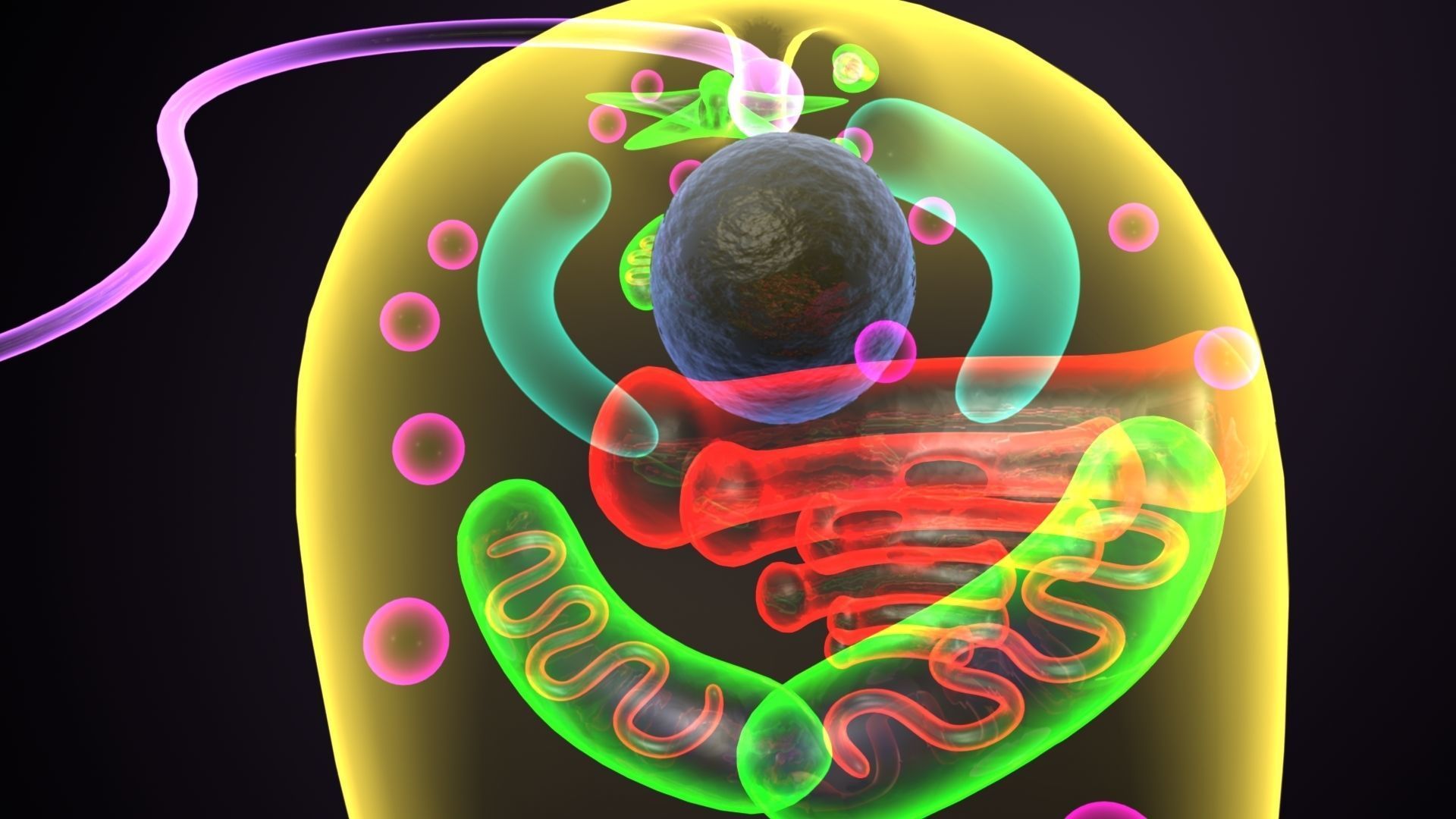 euglena cell with eye 3D model | CGTrader